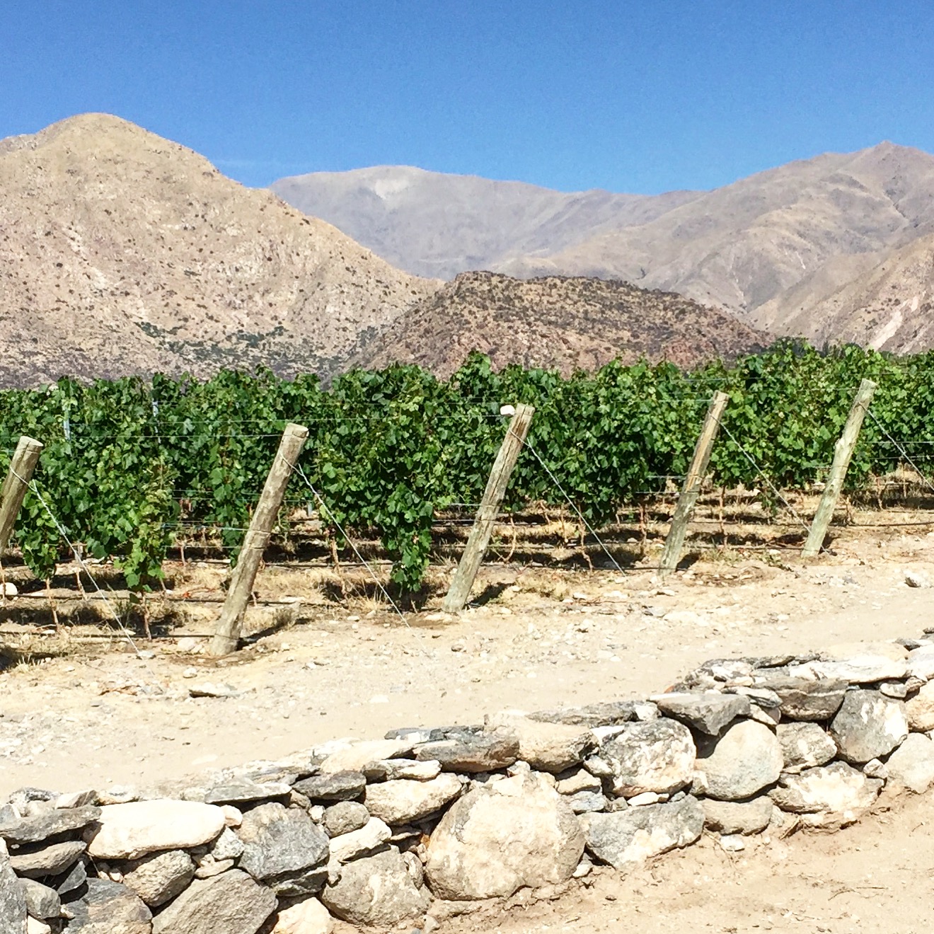 Torrontés, el nuevo gran blanco de Argentina - The Wine Time