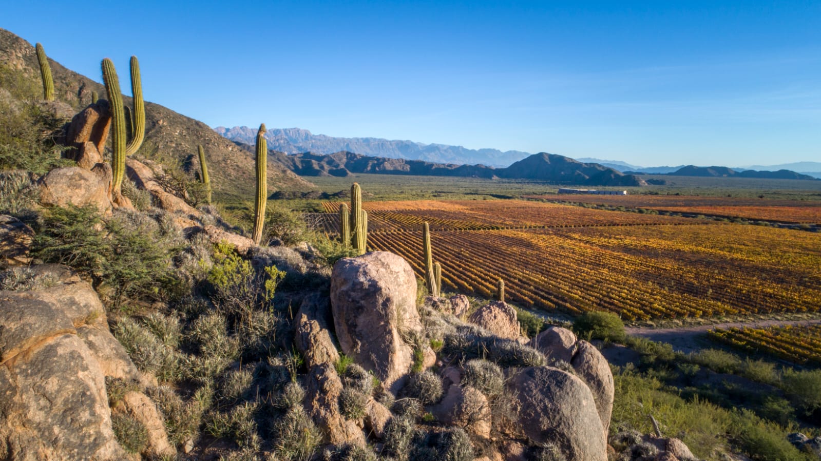 Rumbo a los 30 años como organización, WofA hace un balance del 2022 ...