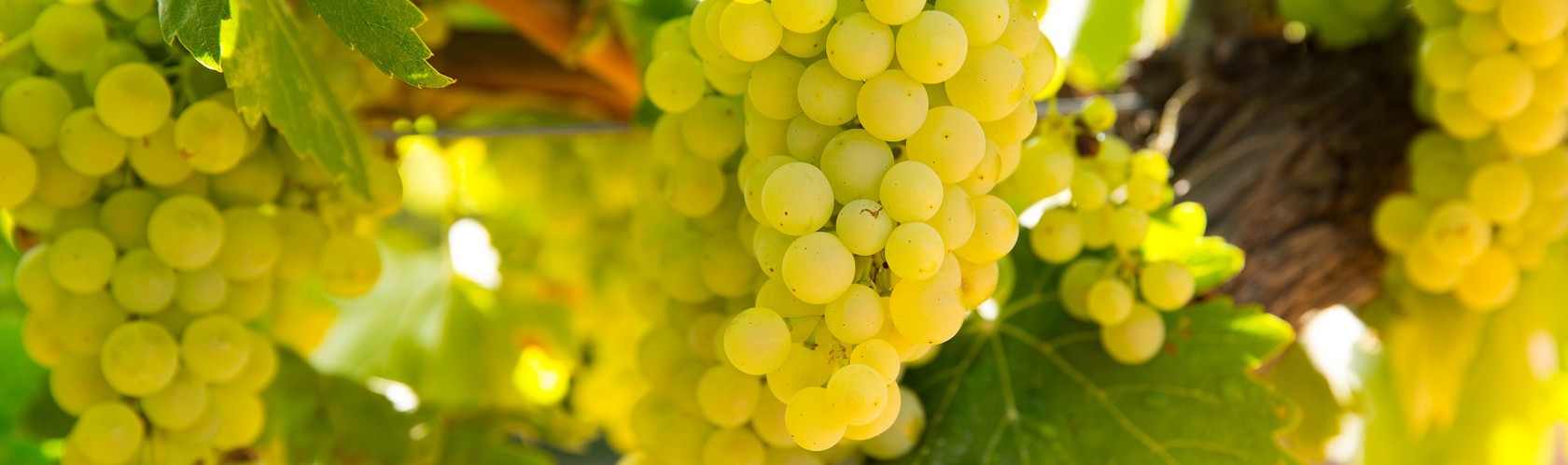 Semillon, el gran blanco argentino que asoma - The Wine Time
