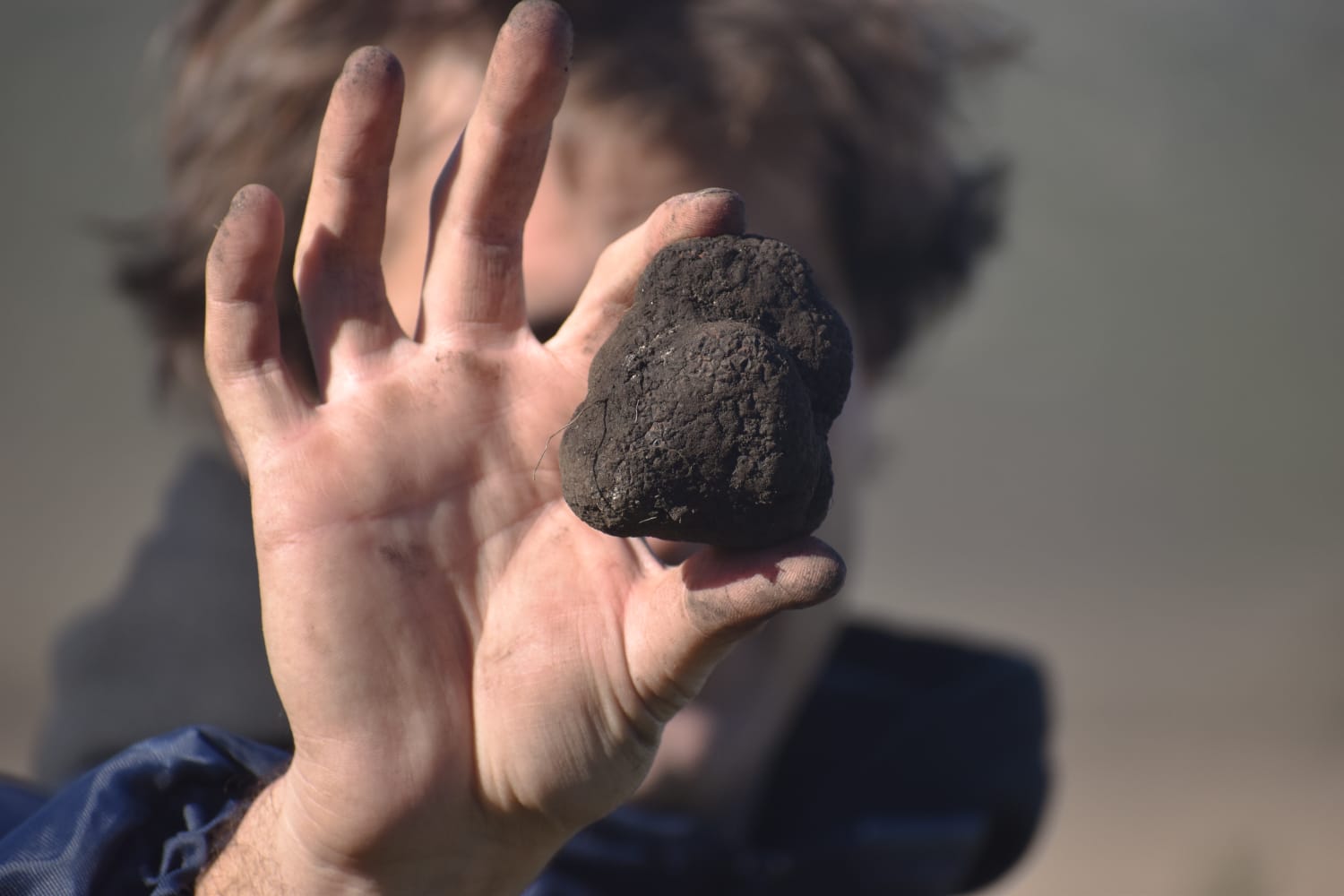Trufas del Abra realizó su primera cosecha comercial de trufa negra ...
