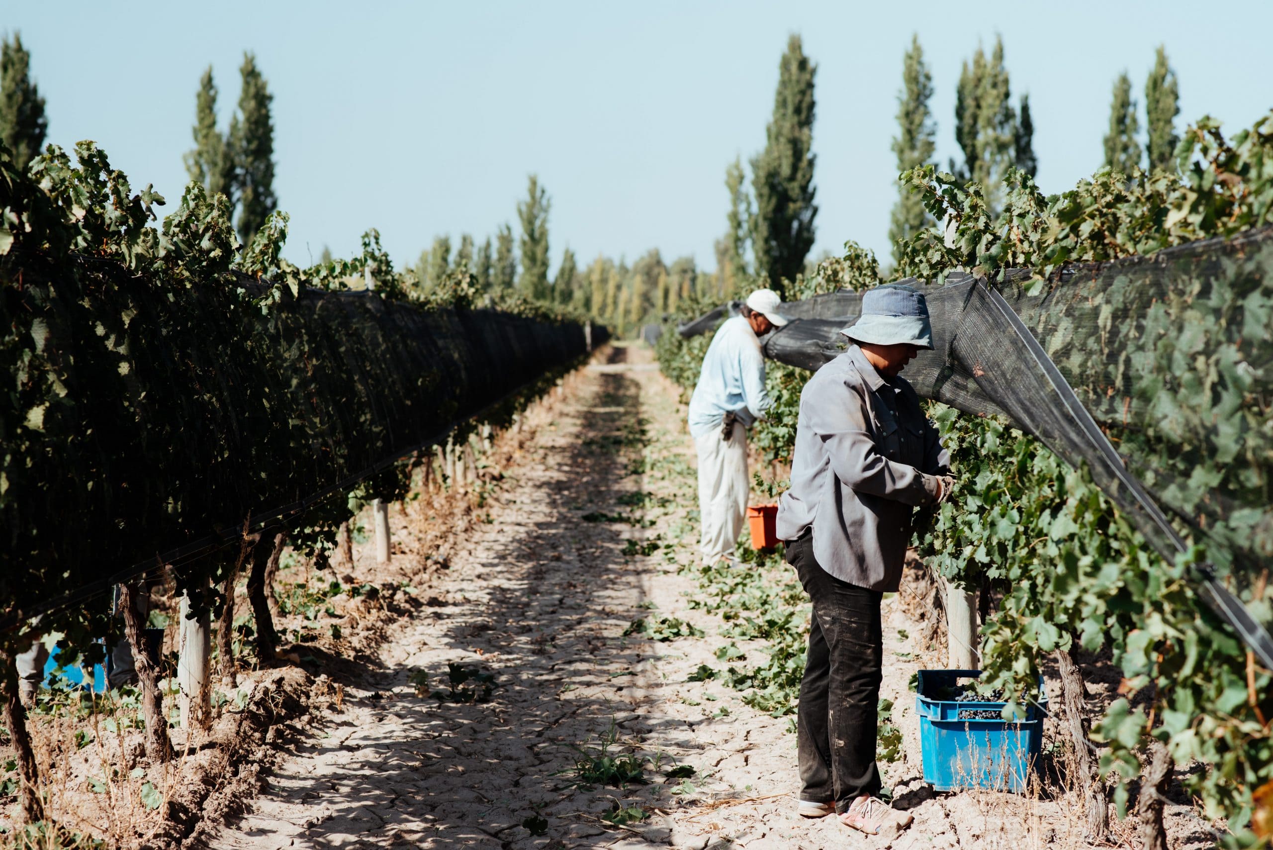Los nuevos vinos de San Rafael - The Wine Time