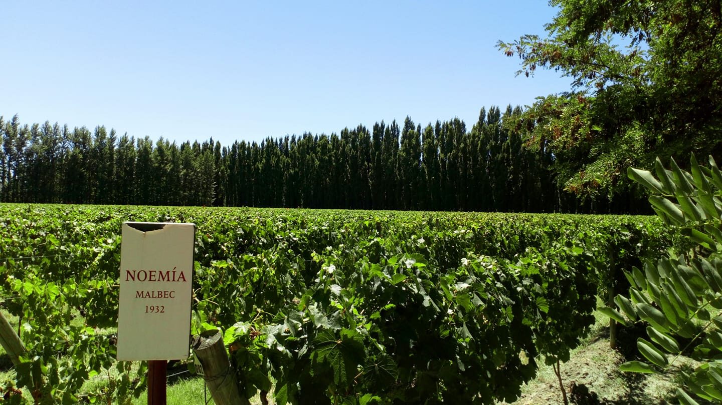 Patagonia y sus vinos: mucha historia y un gran presente - The Wine Time